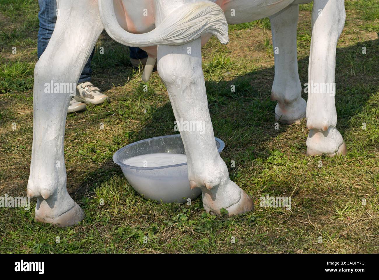 milking a fake cow in educational purposes Stock Photo - Alamy