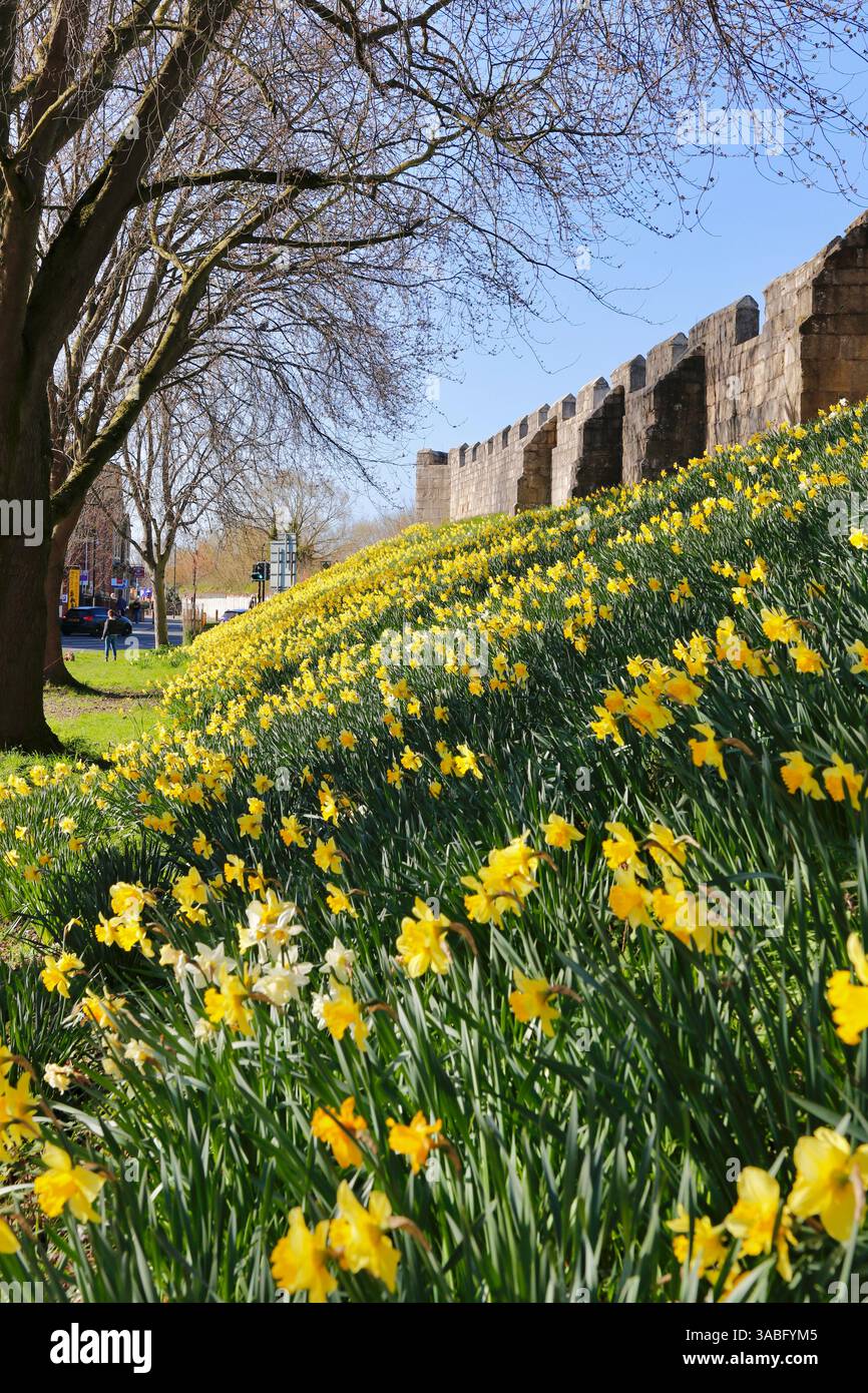 Spring daffodils line the ancient walls of York, UK Stock Photo - Alamy