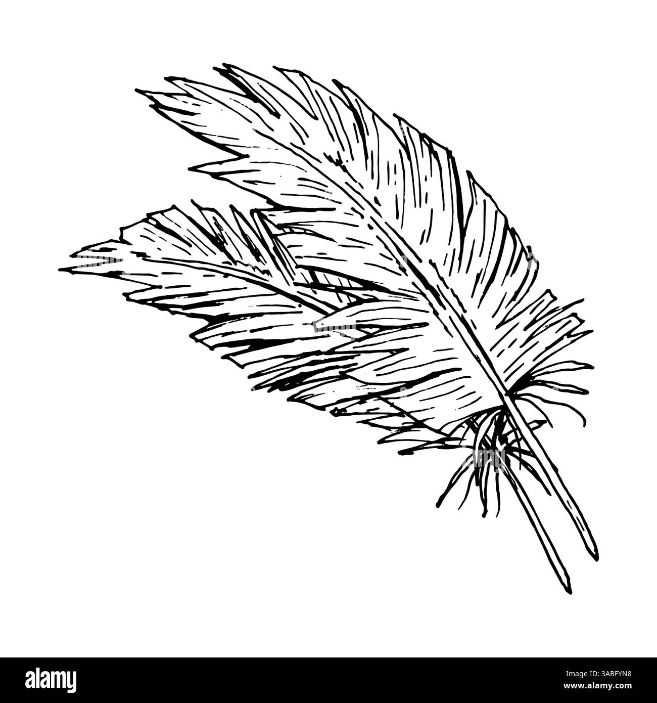 Ink line drawing of two bird feathers with a soft, slightly worn ...