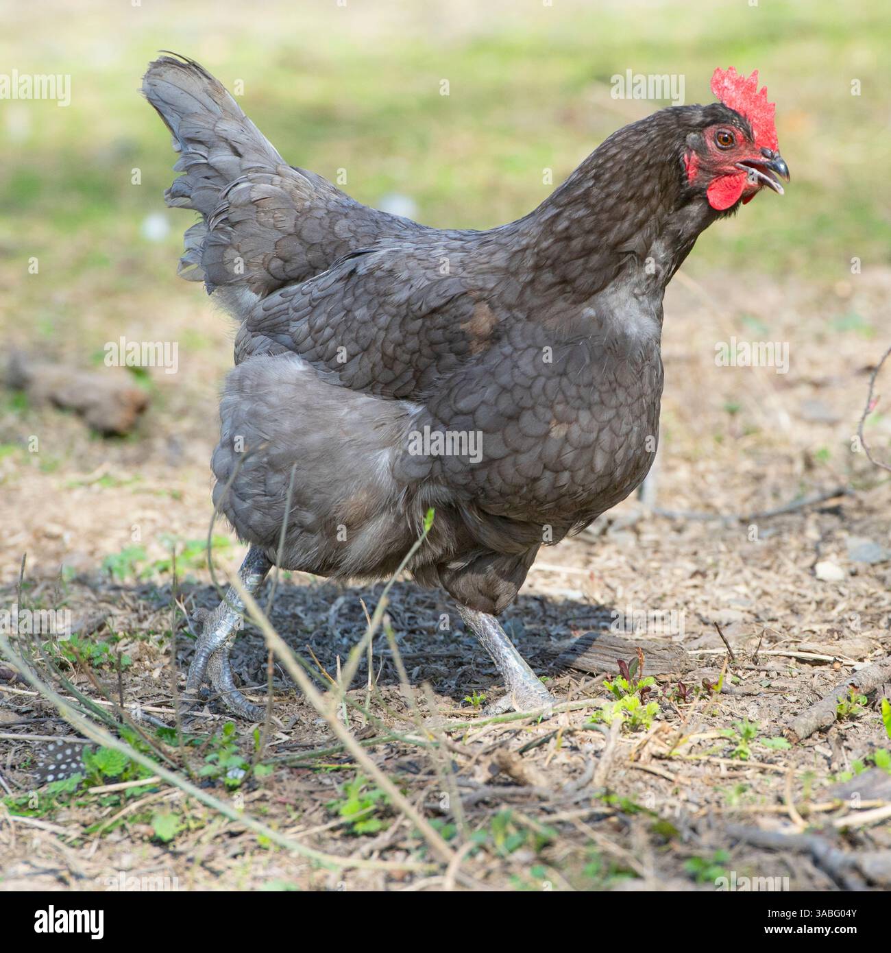 Bluebell hen eggs hi-res stock photography and images - Alamy
