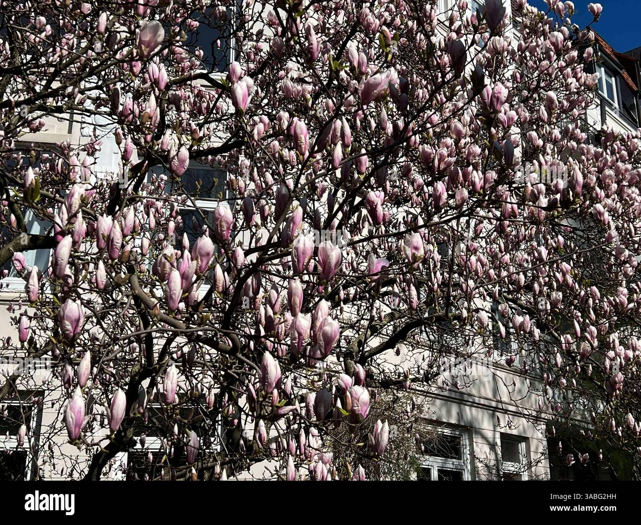 Grosse Weiss bluehende Stern Magnolie im Sonnenlicht Fruehling in ...
