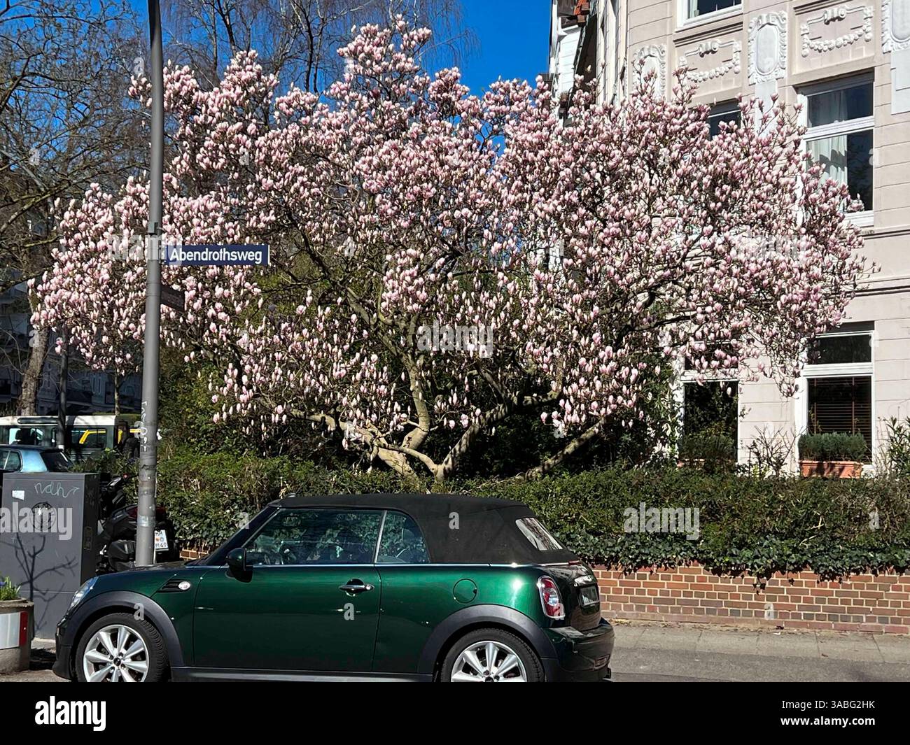 Grosse Weiss bluehende Stern Magnolie im Sonnenlicht Fruehling in ...