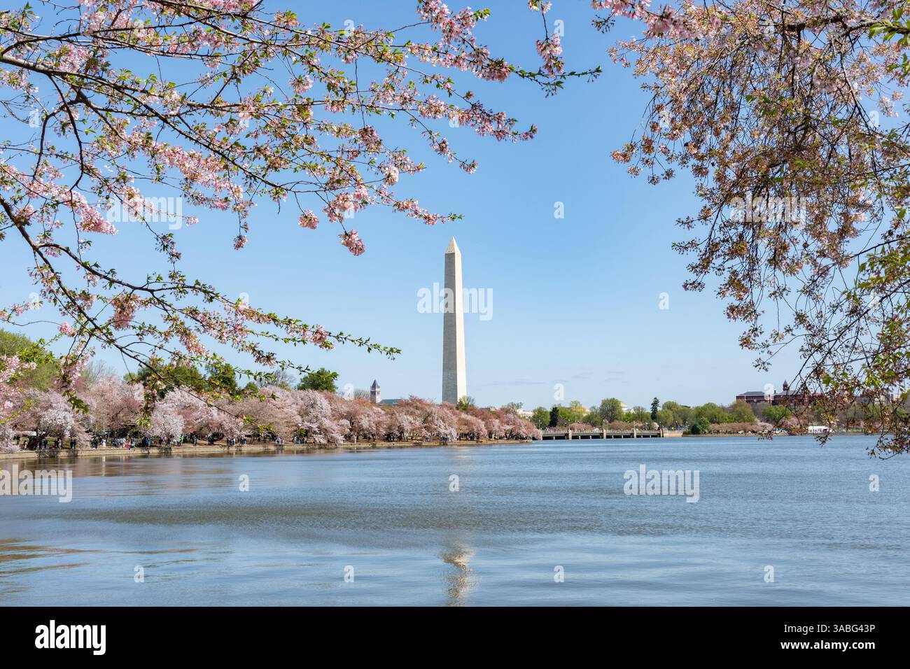 April 1, 2025: The Cherry Blossoms are seen at peak bloom around the Tidal Basin in Washington D ...