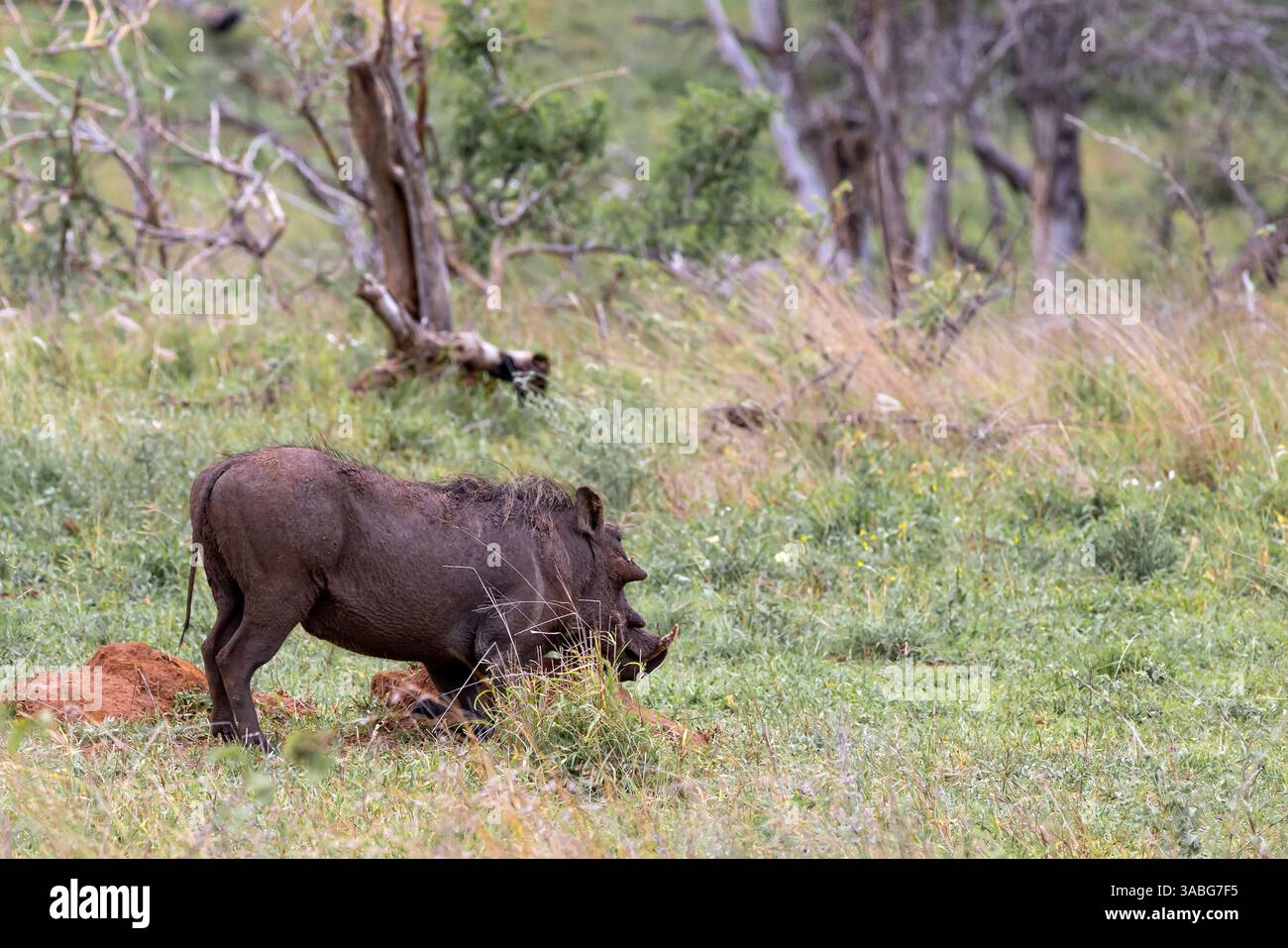 Common Warthog digs in the ground in search of food. Wildlife animal ...