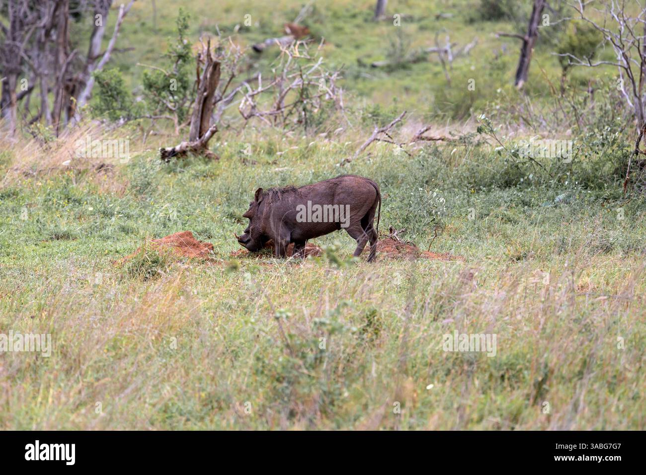 Common Warthog digs in the ground in search of food. Wildlife animal ...