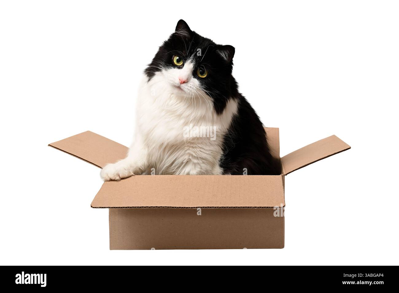 Cute black and white cat sits in a cardboard box. Box with cat isolated ...