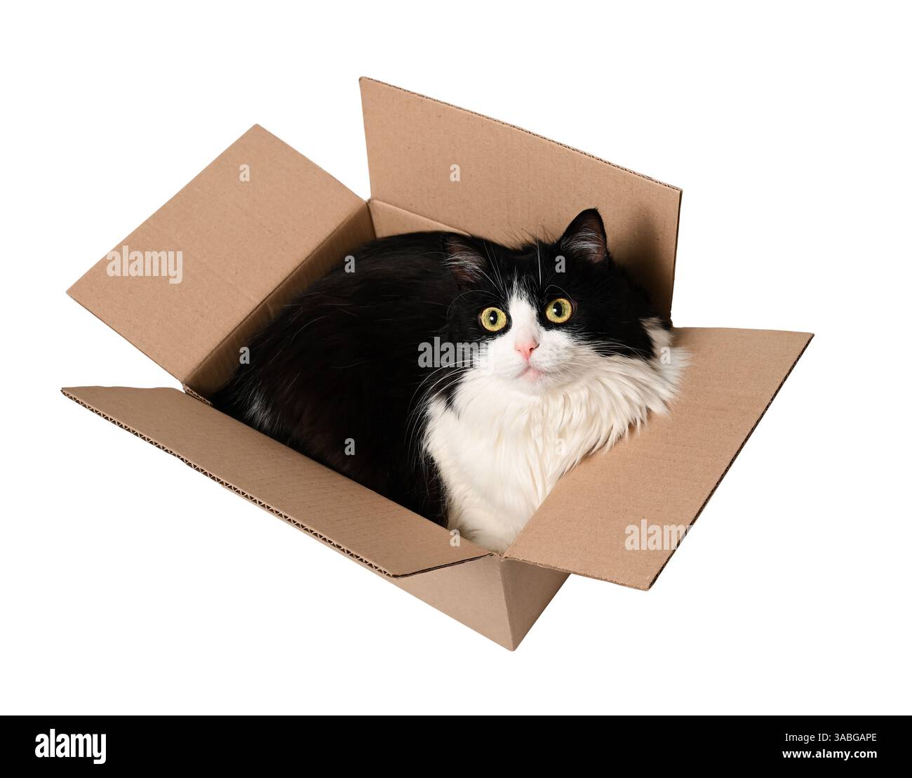 Cute black and white cat lying in cardboard box and looking up ...