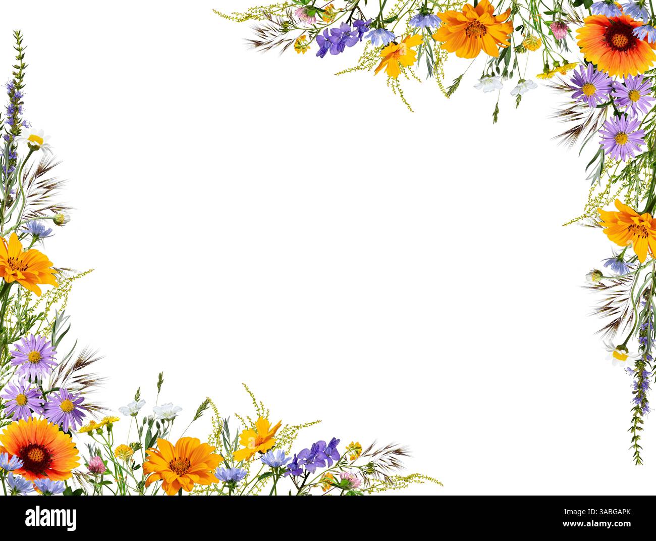 Bright frame of wildflowers isolated on white background. Design ...