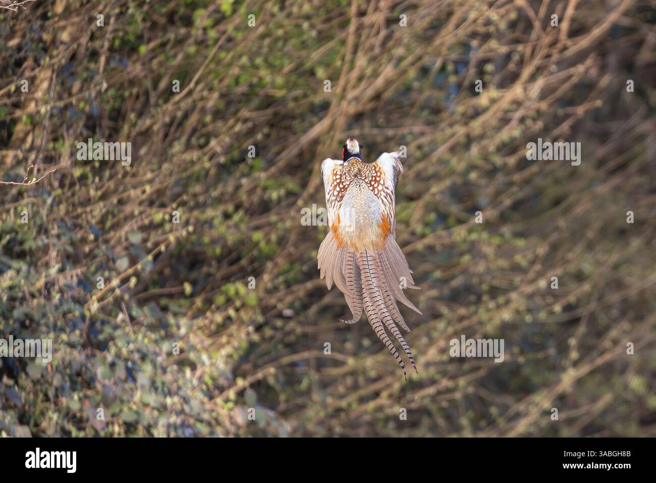Unusual back view of a wild, UK pheasant bird (Phasianus colchicus ...