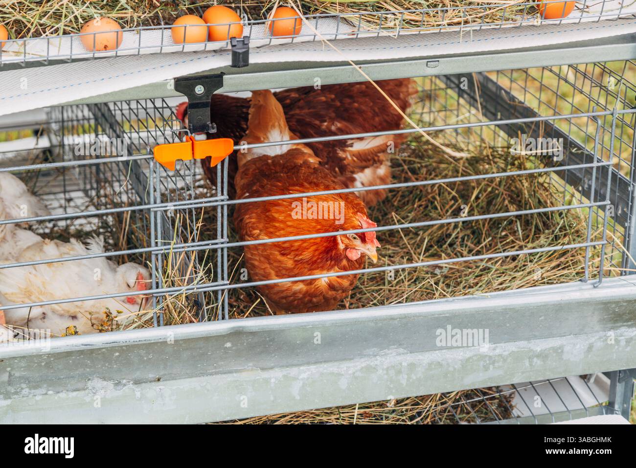 Close up of Isa brown hens on a poultry farm. Egg farm. Laying hens ...