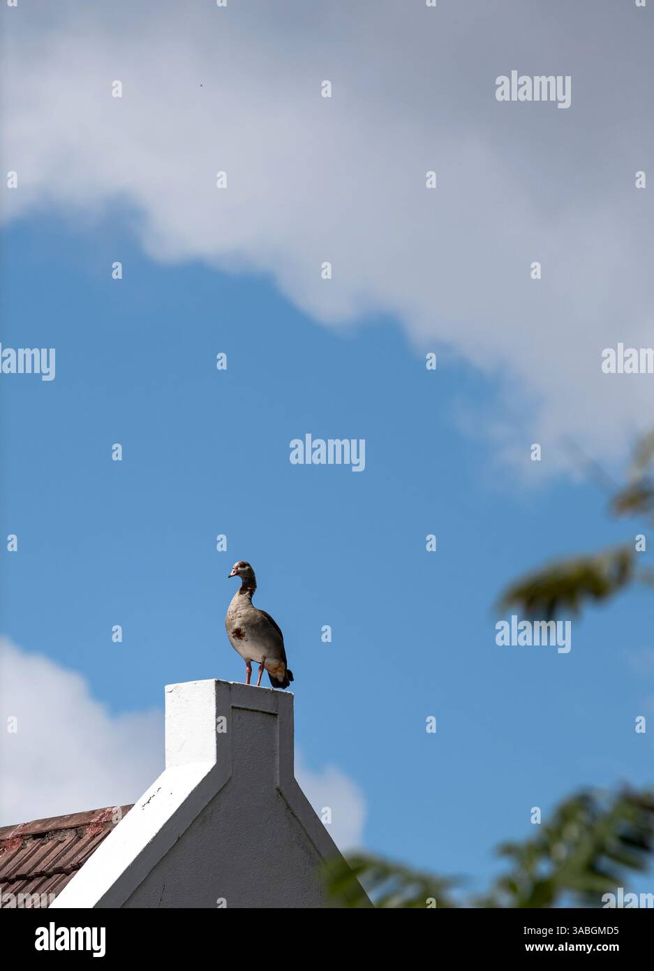 Egyptian goose on the roof hi-res stock photography and images - Alamy