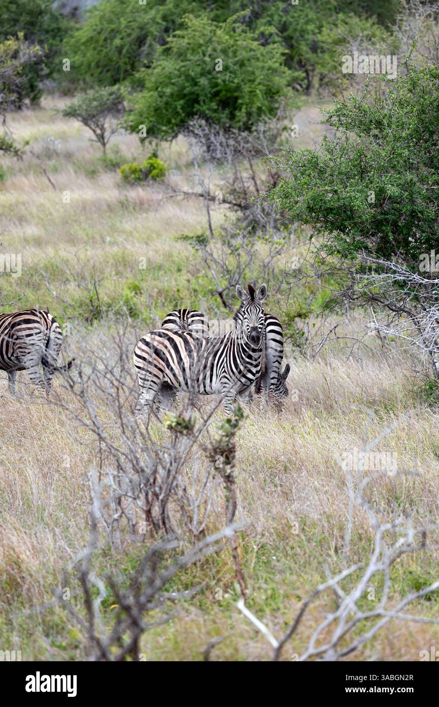 Zebras among trees hi-res stock photography and images - Alamy