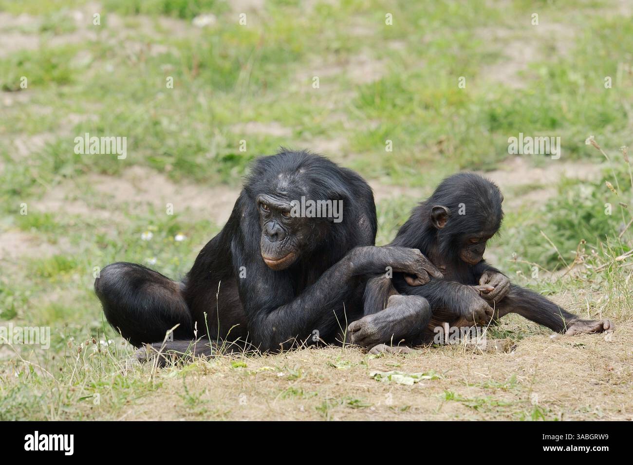 Bonobo schimpansen hi-res stock photography and images - Alamy