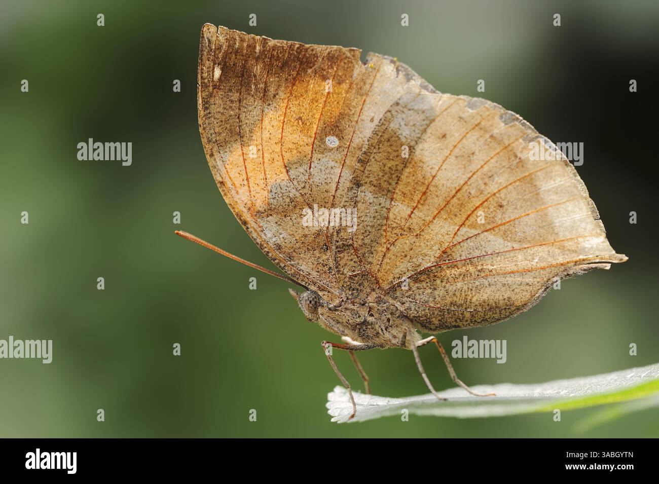 Indian Leaf Butterfly, Indian Leafwing, Indian Dead Leaf Butterfly, Oak ...