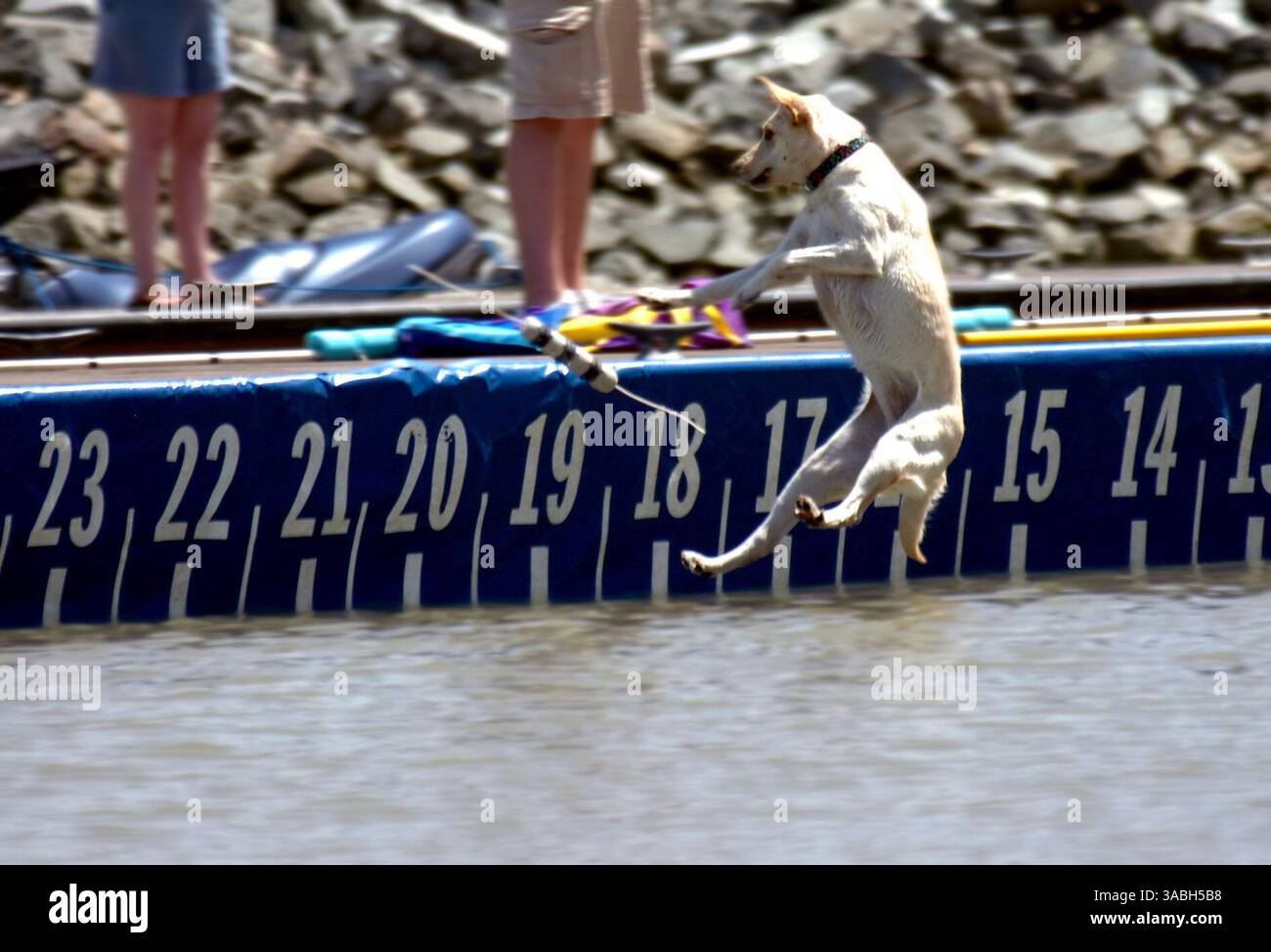 Labrador retriever "Chloe" jumps 19 feet and 3 inches off the dock ...
