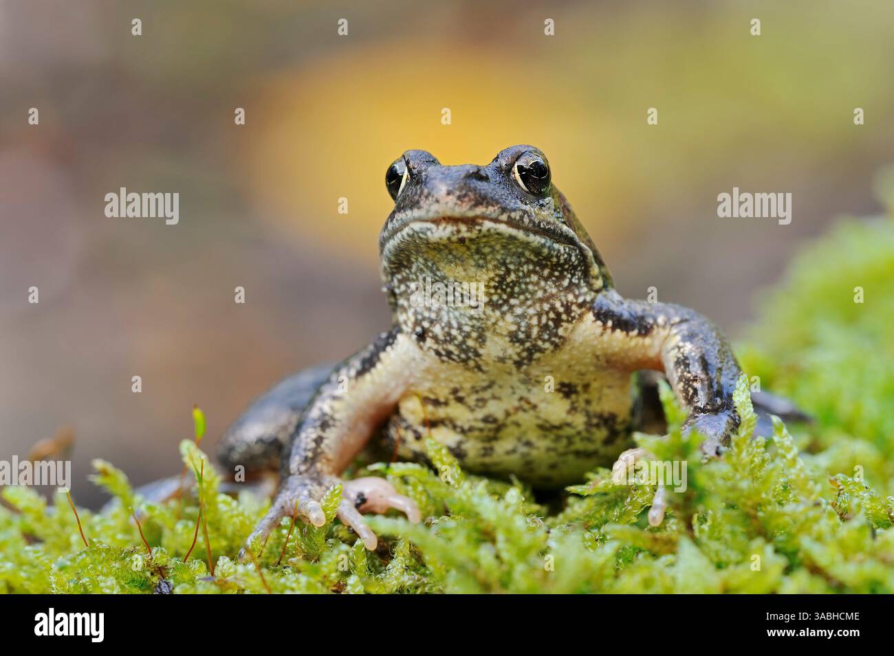 European Common frog (Rana temporaria), Germany | Grasfrosch (Rana ...