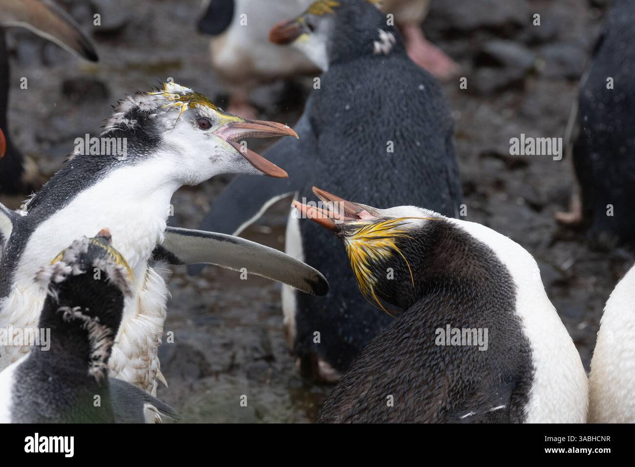 Royal Crested Penguins at Sandy Bay Rookery, Macquarie Island, Australia Stock Photo - Alamy