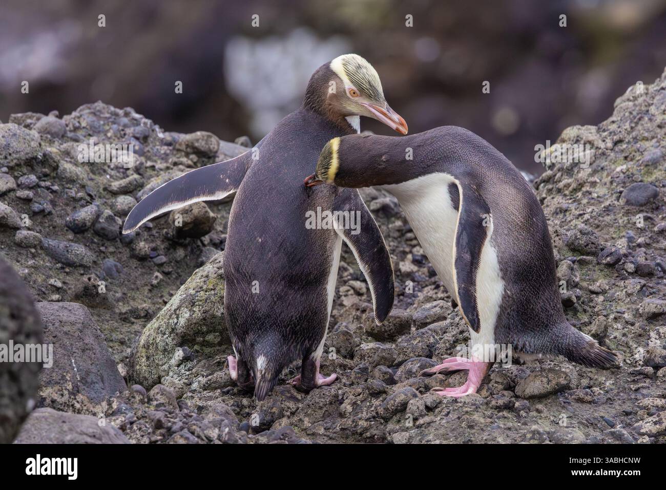 Yellow-Eyed Penguins (Hoiho) on Rocky Shore of Enderby Island in the ...