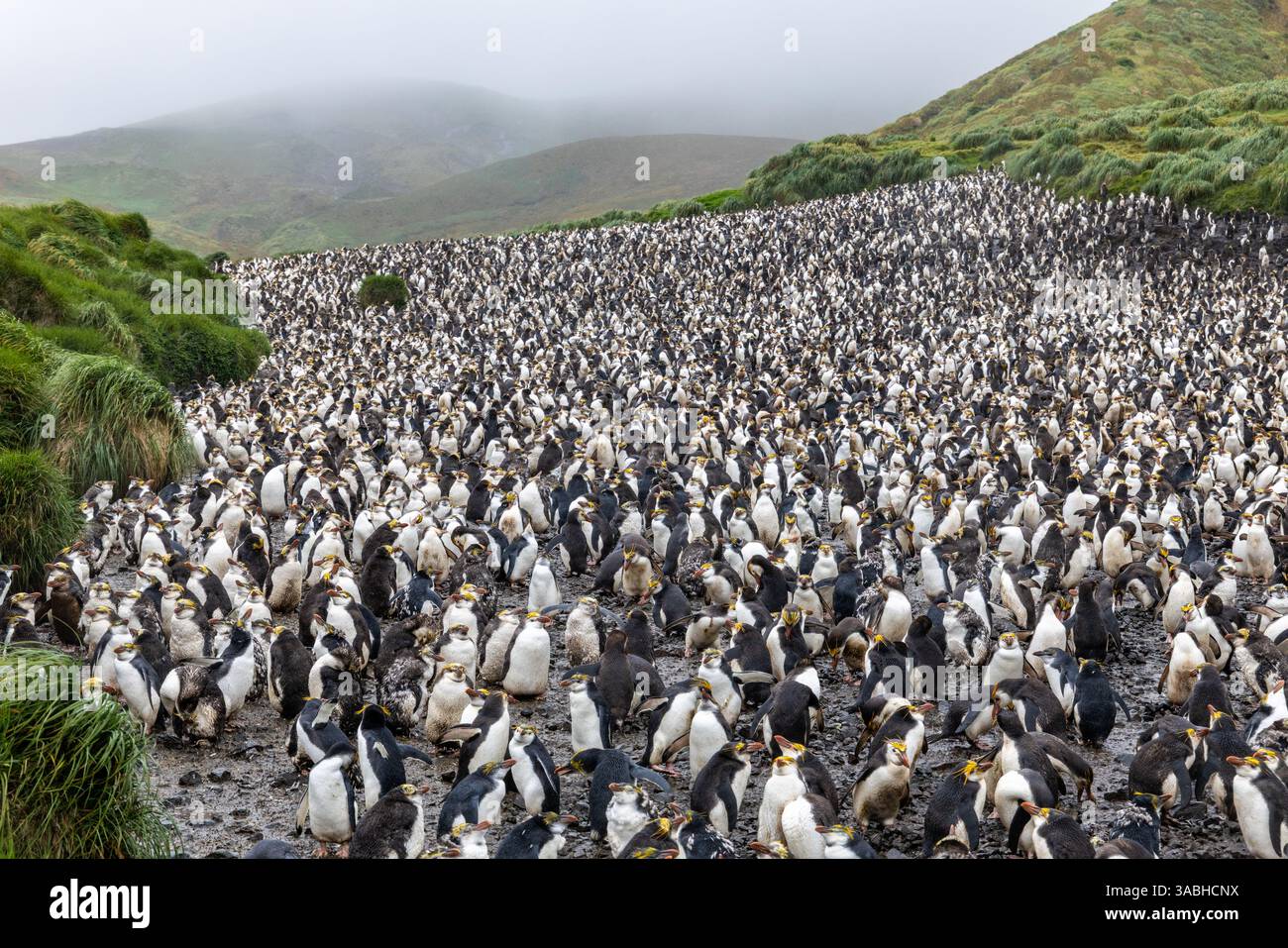 Royal Crested Penguins at Sandy Bay Rookery, Macquarie Island ...