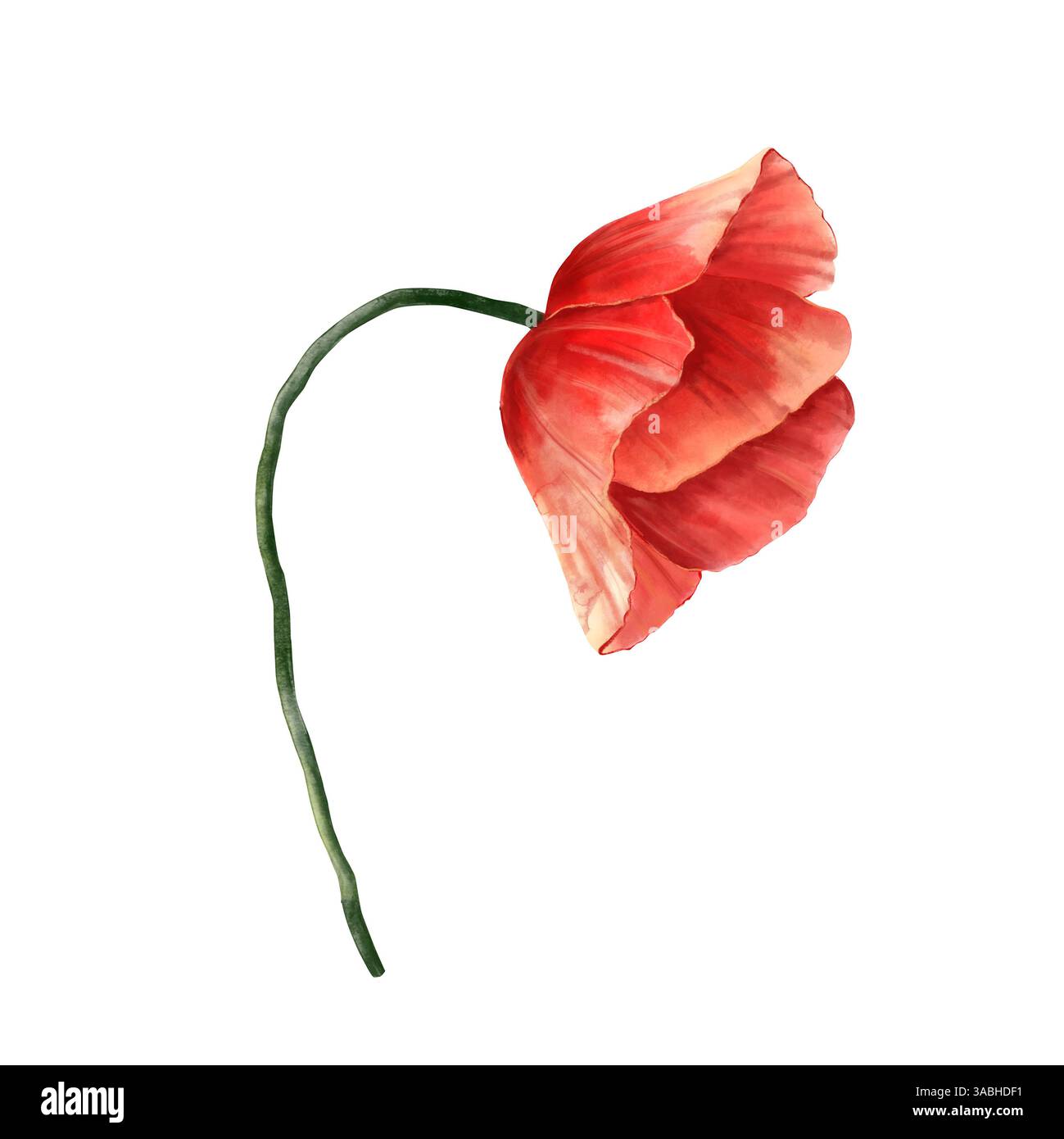 Red poppy with drooping stem. Single watercolor illustration isolated ...