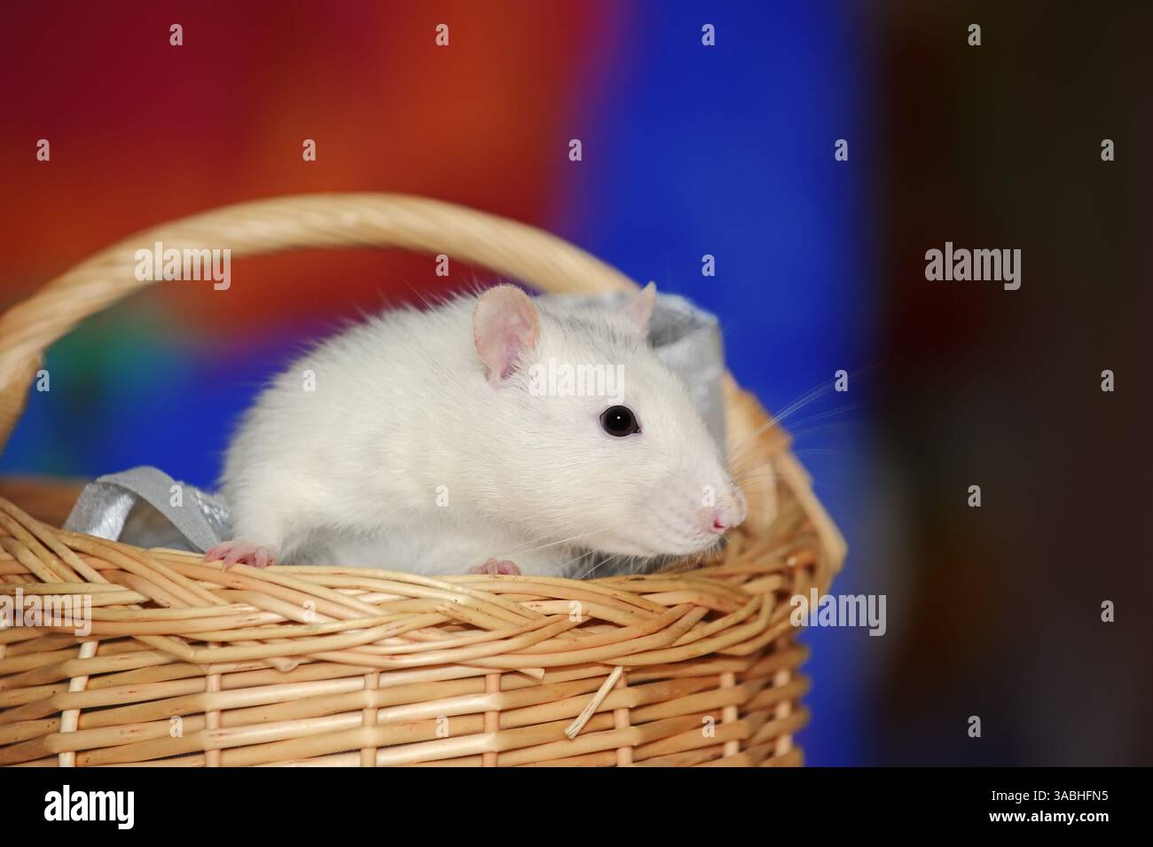 Fancy Rat or Domestic Rat (Rattus novegicus forma domestica ...