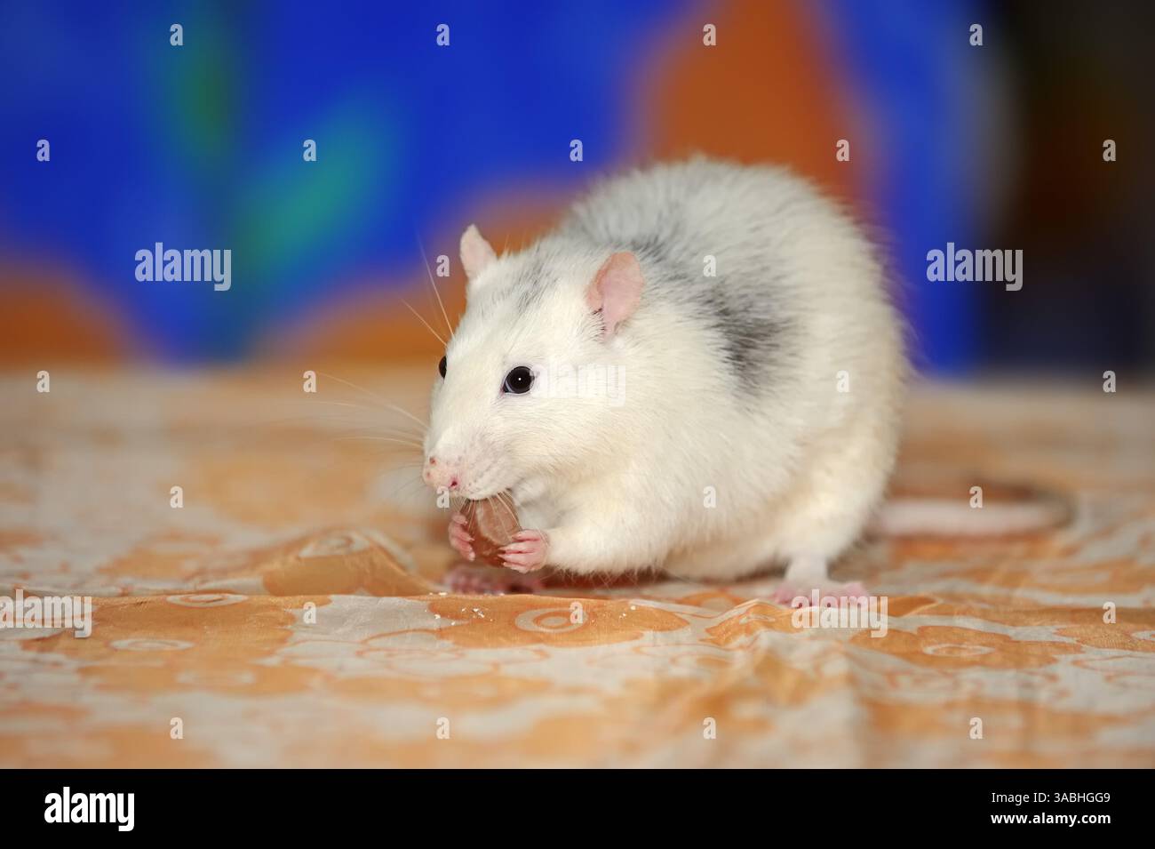 Fancy Rat or Domestic Rat (Rattus novegicus forma domestica ...