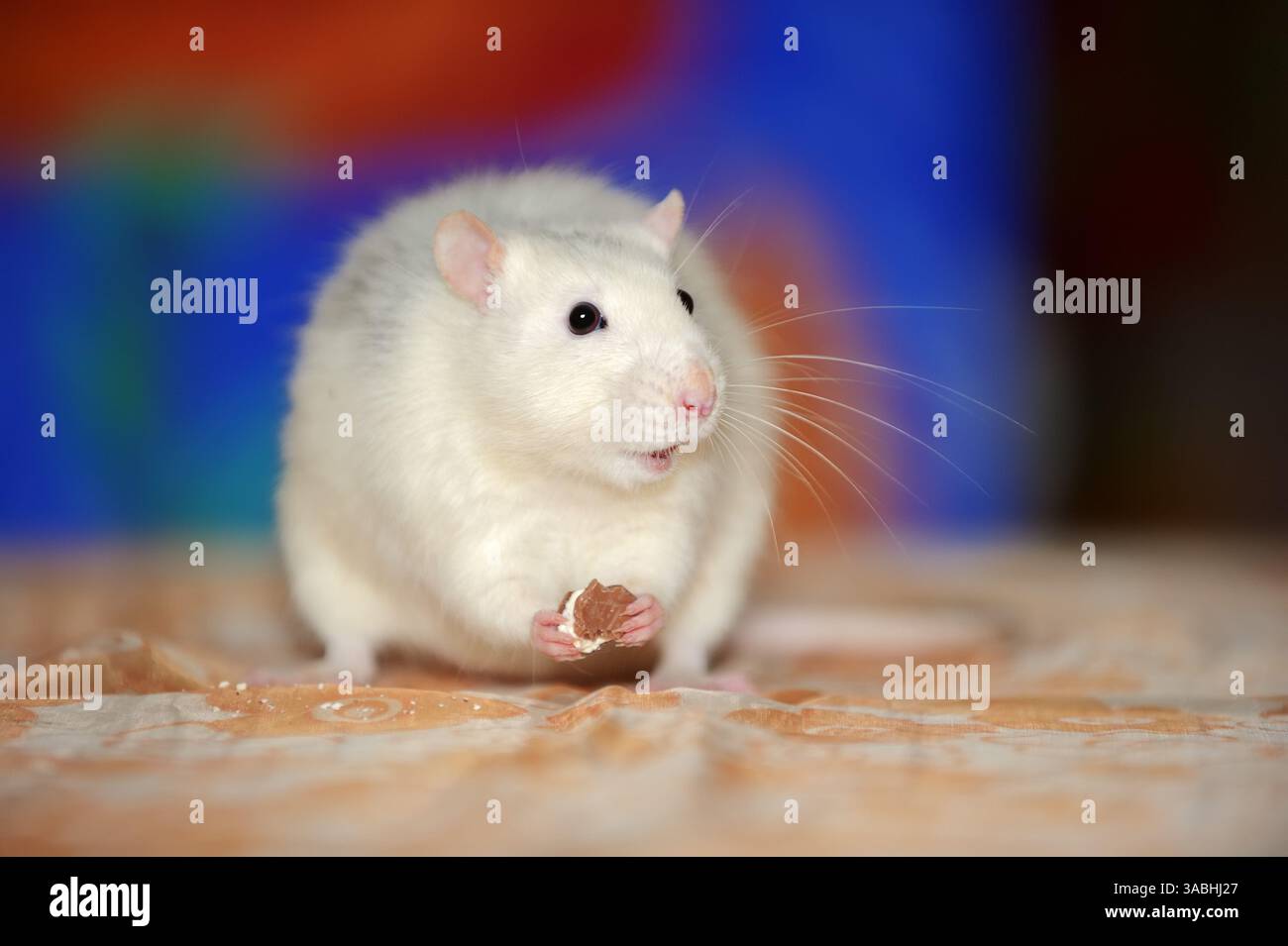 Fancy Rat or Domestic Rat (Rattus novegicus forma domestica ...