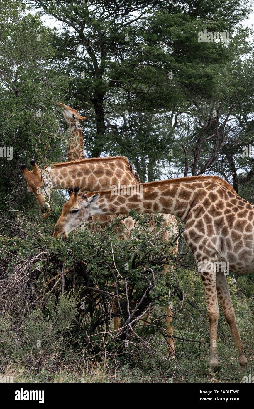 Three African giraffes eat leaves from a bush. animals in the wild ...