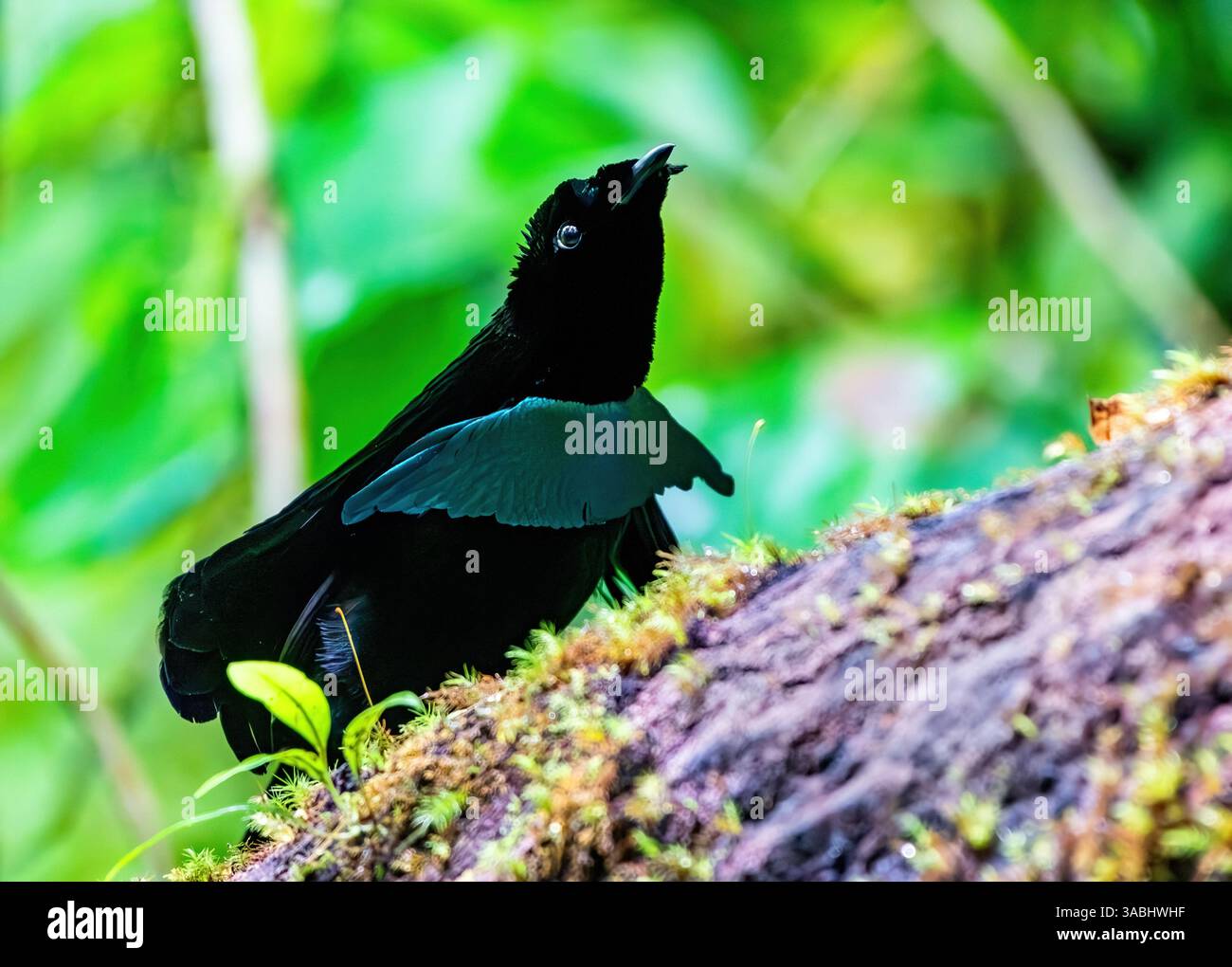 A male Vogelkop Lophorina (Lophorina superba) Bird of Paradise ...
