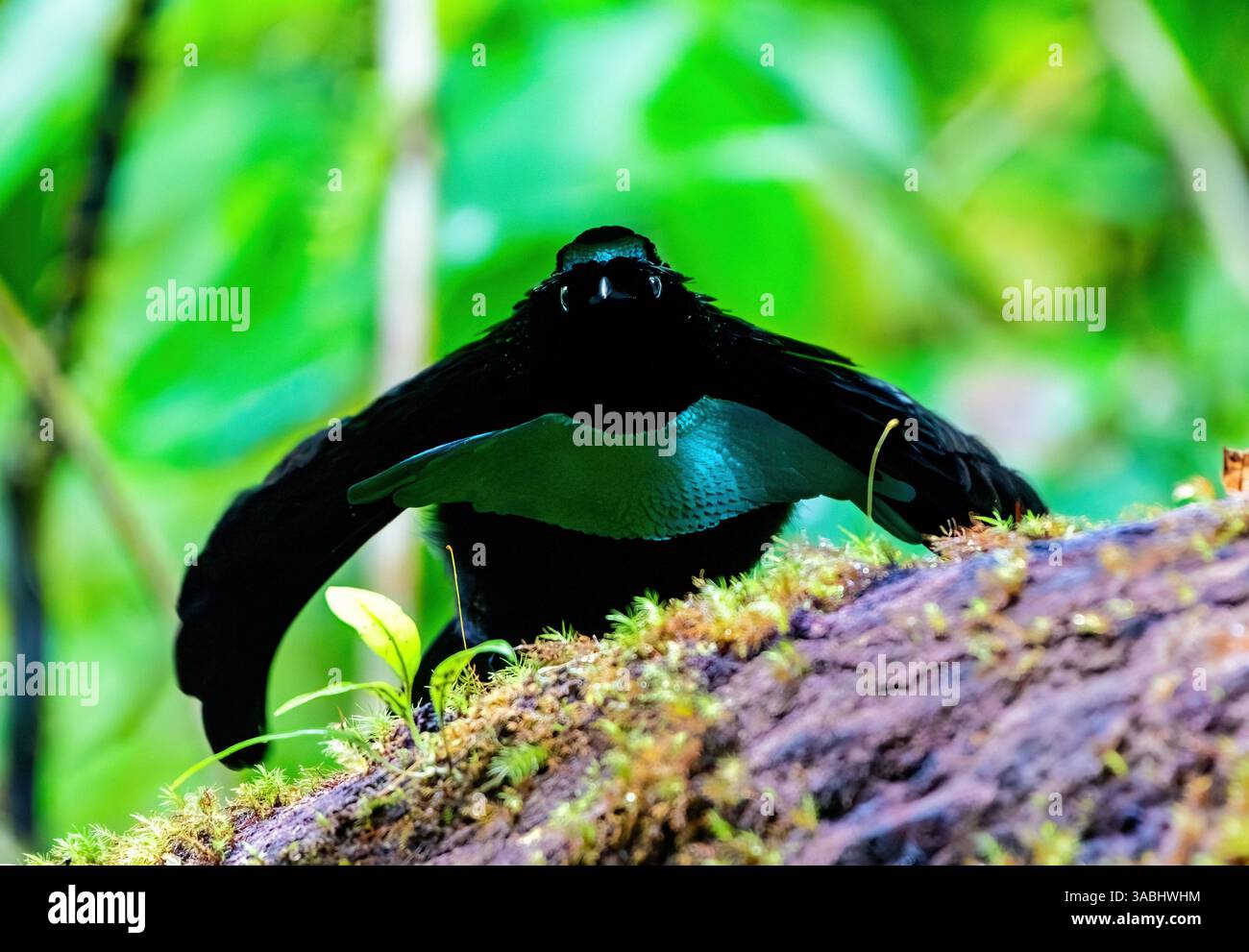 A male Vogelkop Lophorina (Lophorina superba) Bird of Paradise ...