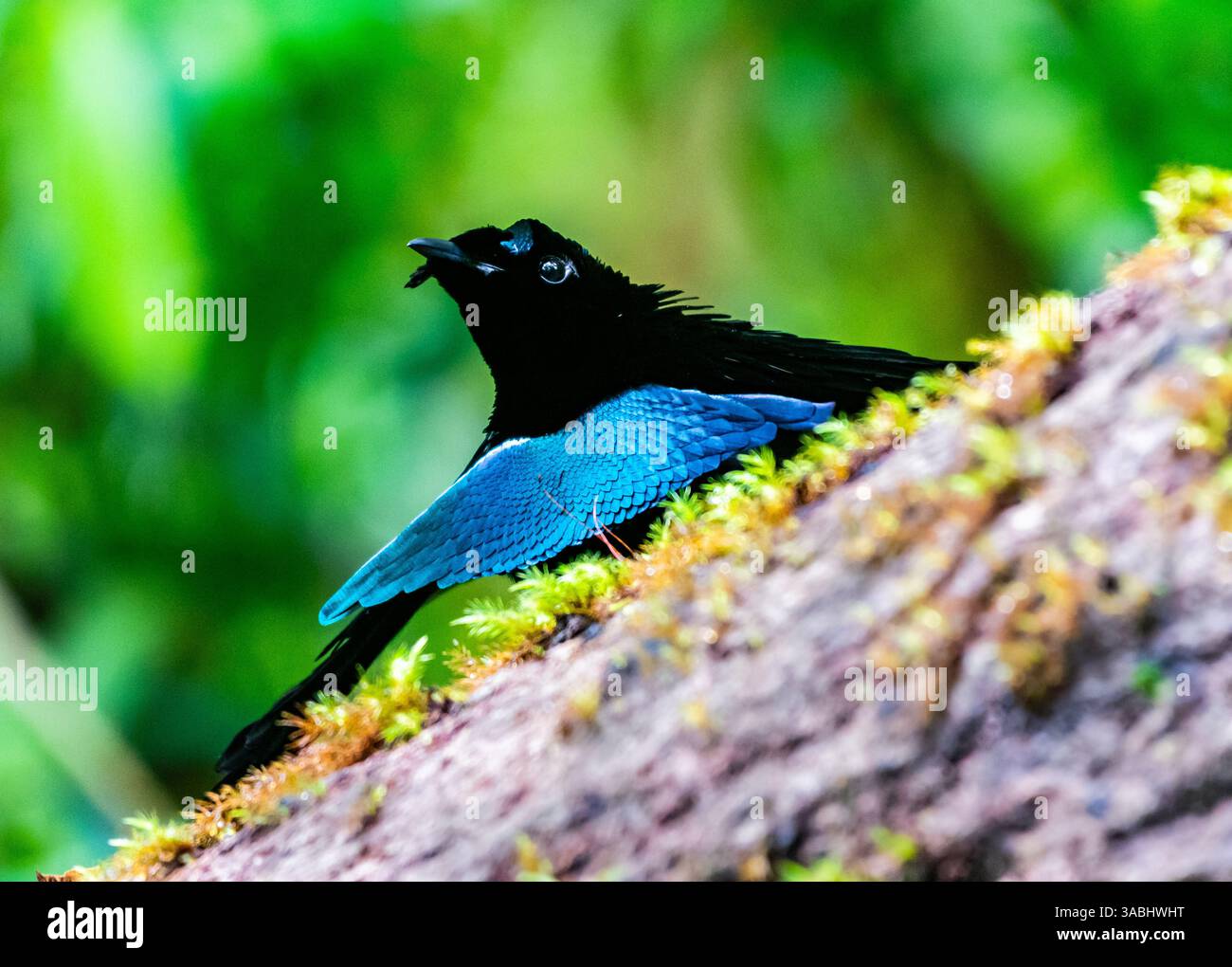A male Vogelkop Lophorina (Lophorina superba) Bird of Paradise ...