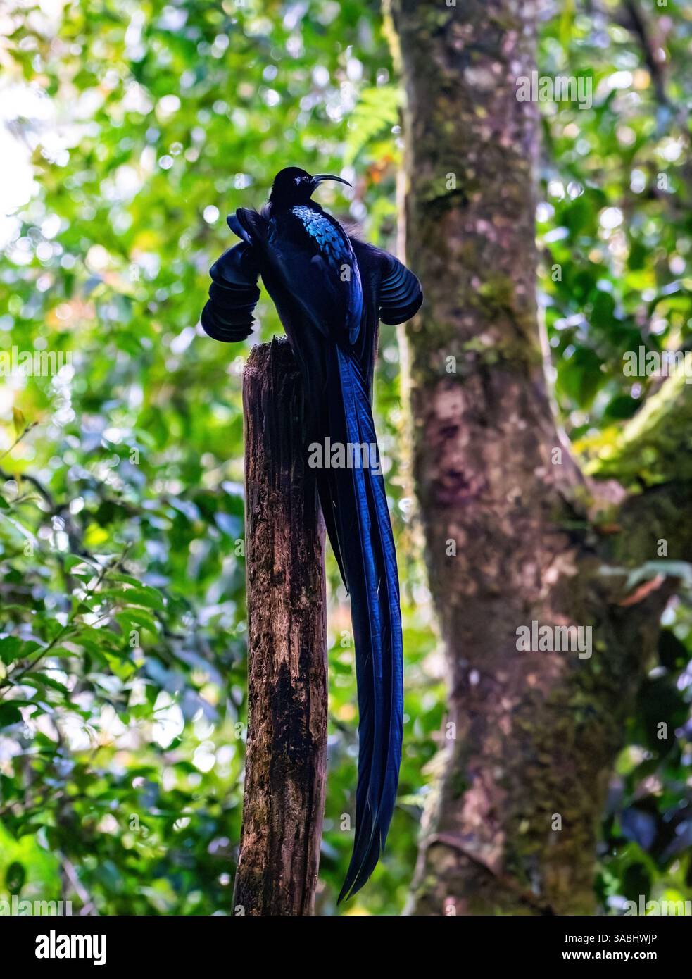 A male Black Sicklebill (Epimachus fastosus) Bird of Paradise courtship ...