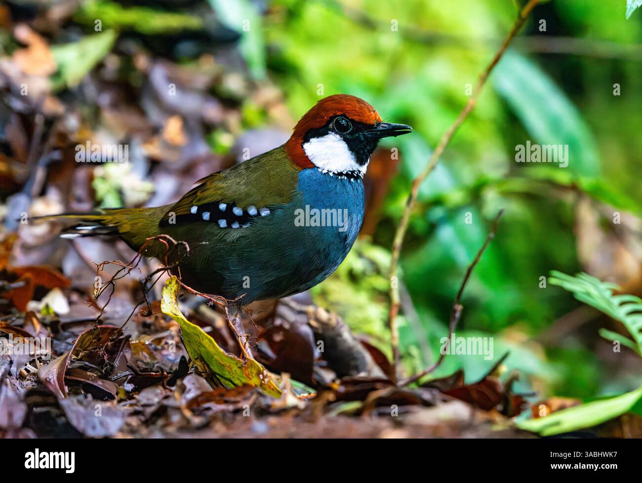 A male Spotted Jewel Babbler (Ptilorrhoa leucosticta) in forest. West ...