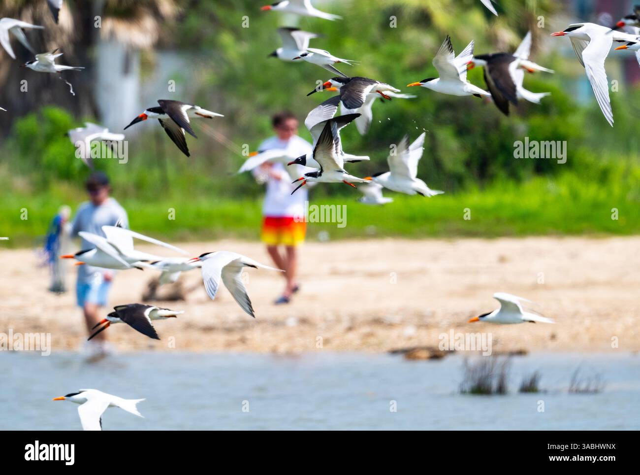 Flock of shore birds along the coast. Galveston, Texas, USA Stock Photo ...