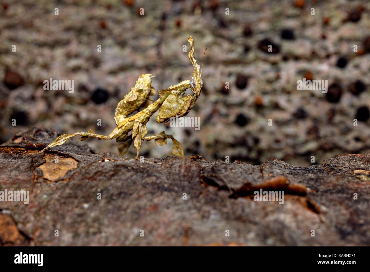a ghost mantis in the wild Stock Photo - Alamy