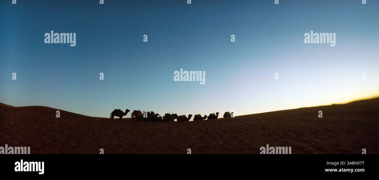 Panoramic line of camels in the desert at sunset, Sahara Desert ...