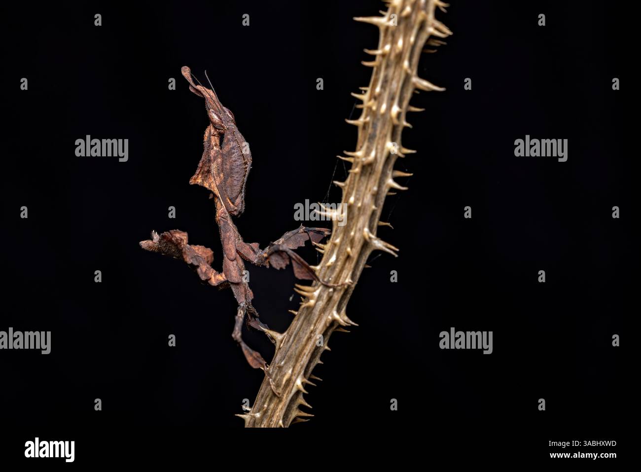 a ghost mantis in the wild Stock Photo - Alamy