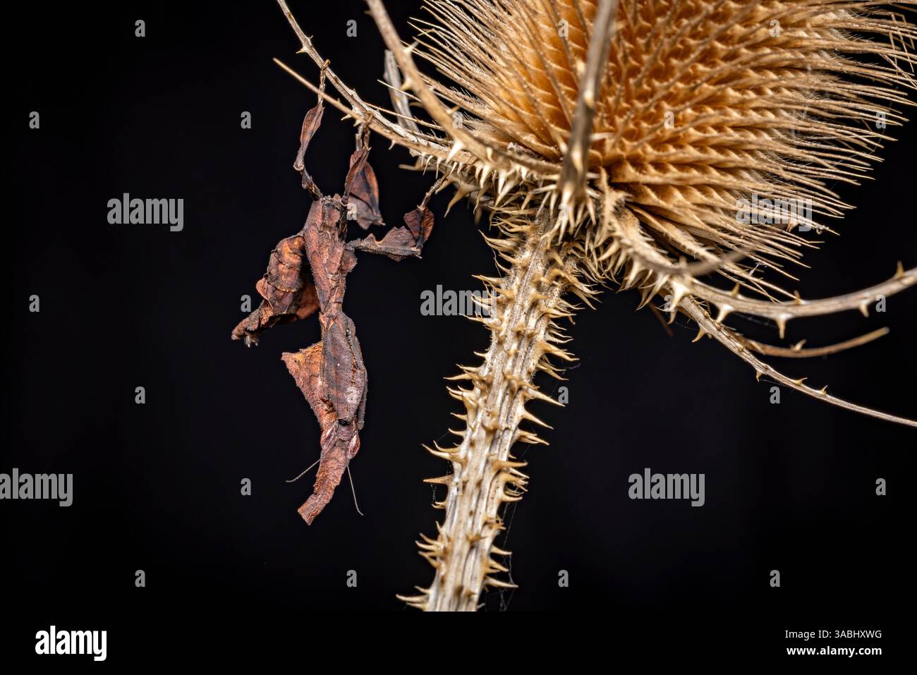 Mantis and macro hi-res stock photography and images - Alamy