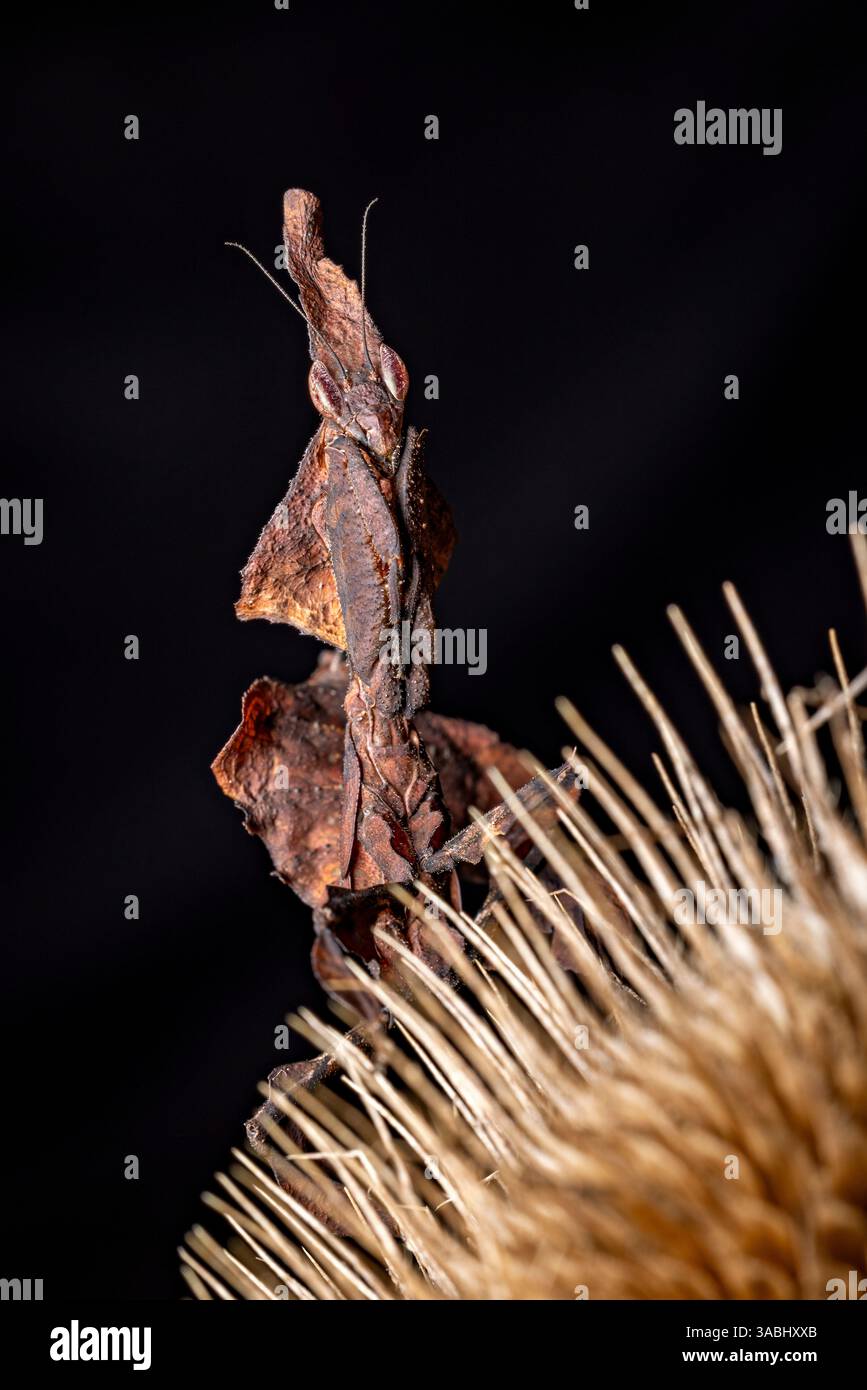 Mantis and macro hi-res stock photography and images - Alamy