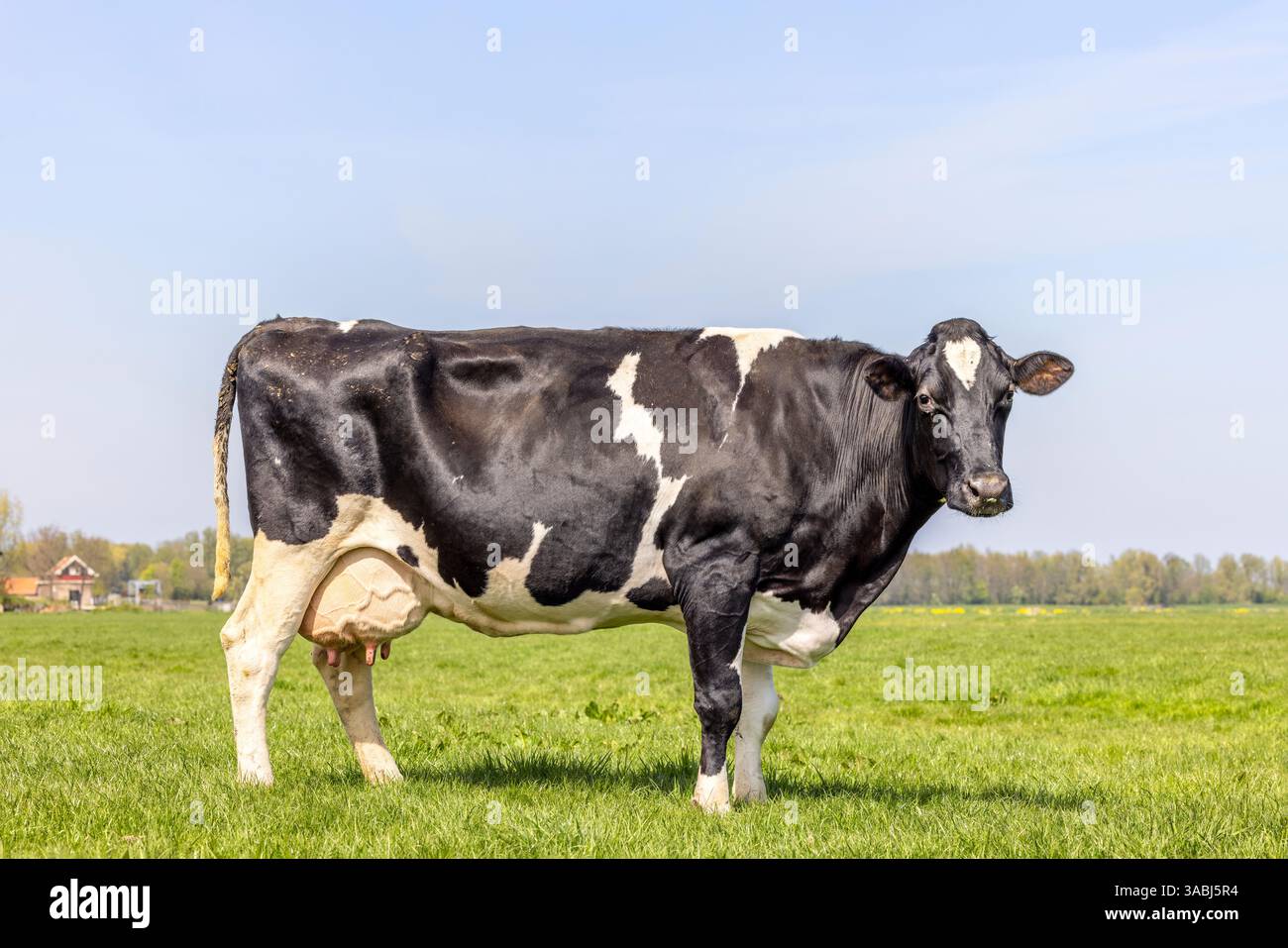 Milk veins on dairy cow hi-res stock photography and images - Alamy