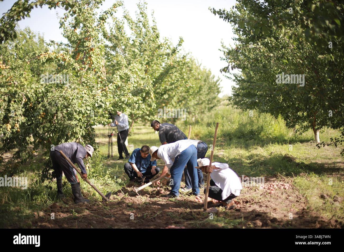 Spring tree planting in Bokhtar, Tajikistan Stock Photo - Alamy