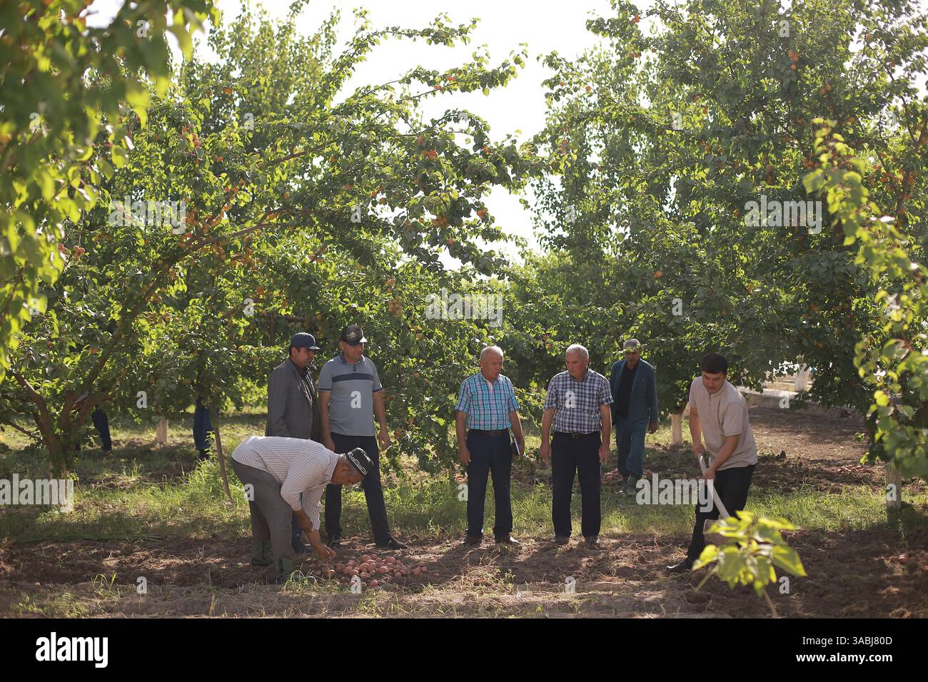 Spring tree planting in Bokhtar, Tajikistan Stock Photo - Alamy