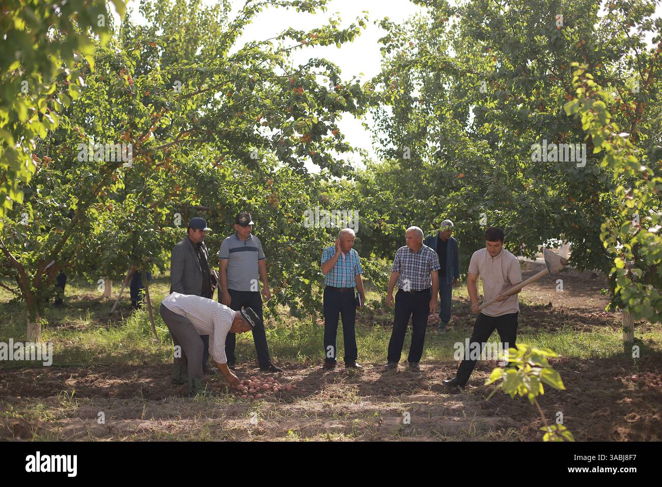 Spring tree planting in Bokhtar, Tajikistan Stock Photo - Alamy