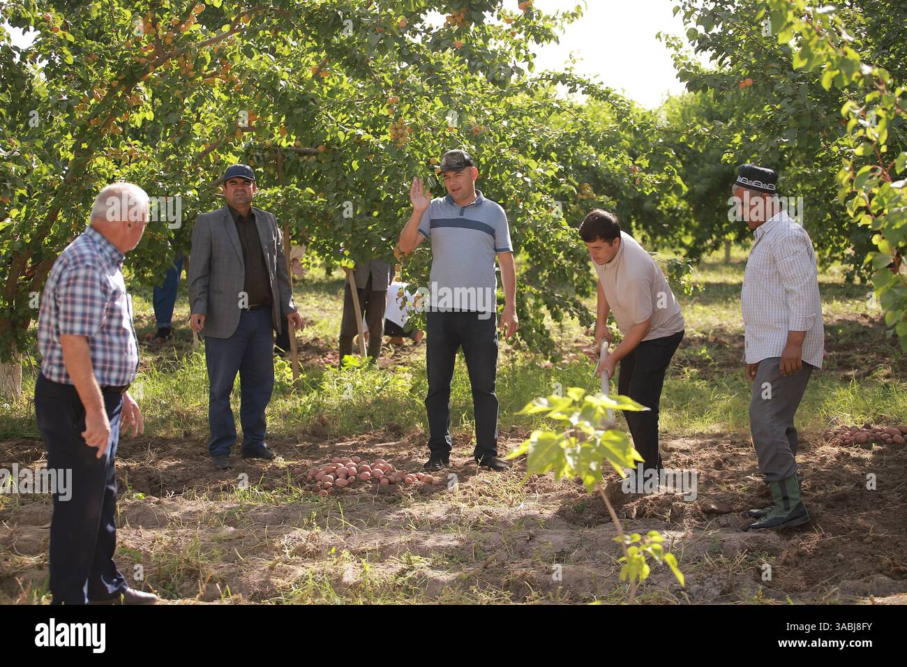 Spring tree planting in Bokhtar, Tajikistan Stock Photo - Alamy