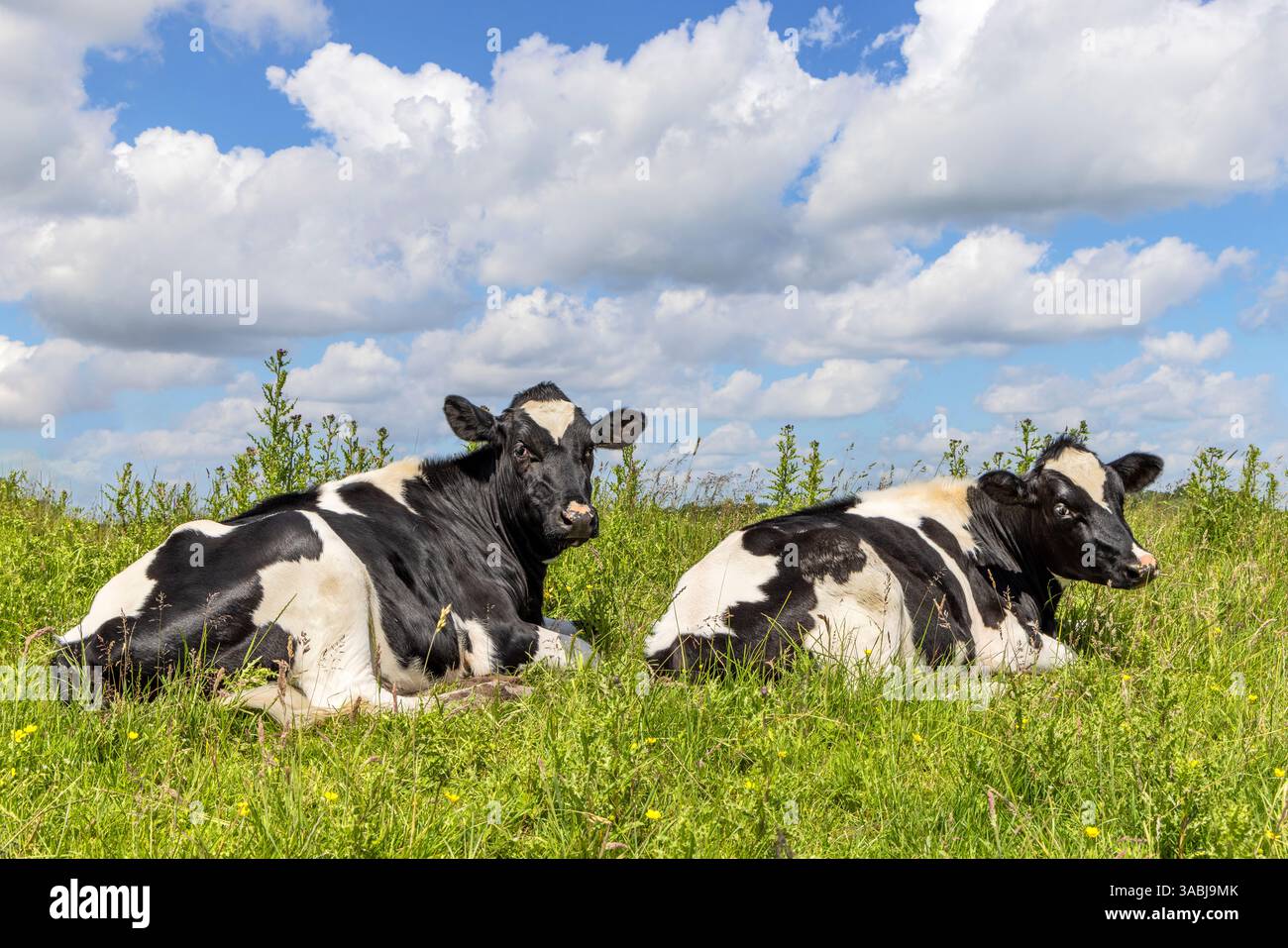 Dairy cows lazy lying down in the grass, cozy relaxed next to each ...