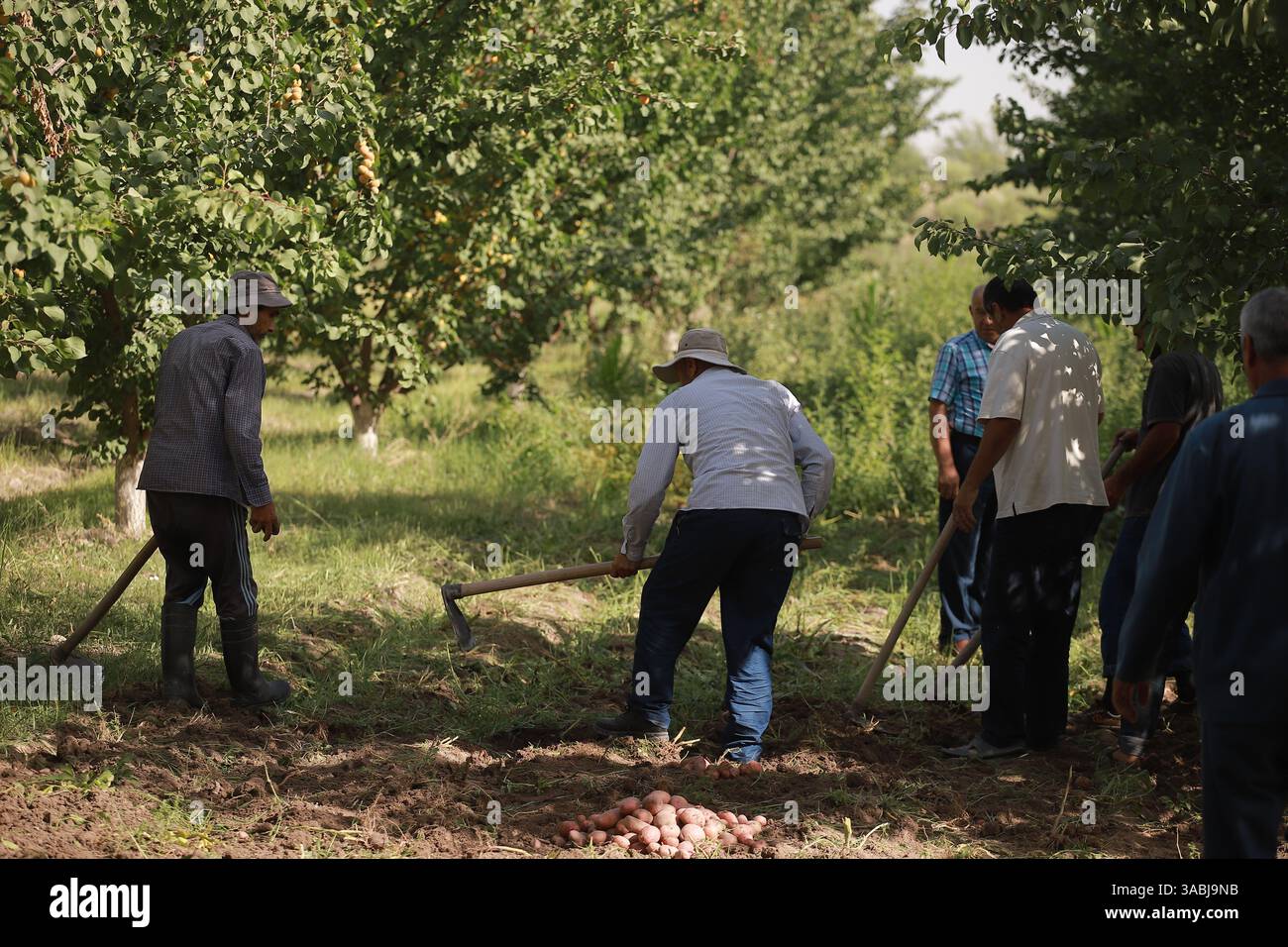 Spring tree planting in Bokhtar, Tajikistan Stock Photo - Alamy