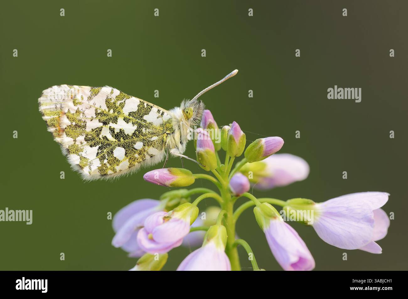 Orange-tip (Anthocharis cardamines) on Cuckoo flower, Germany ...