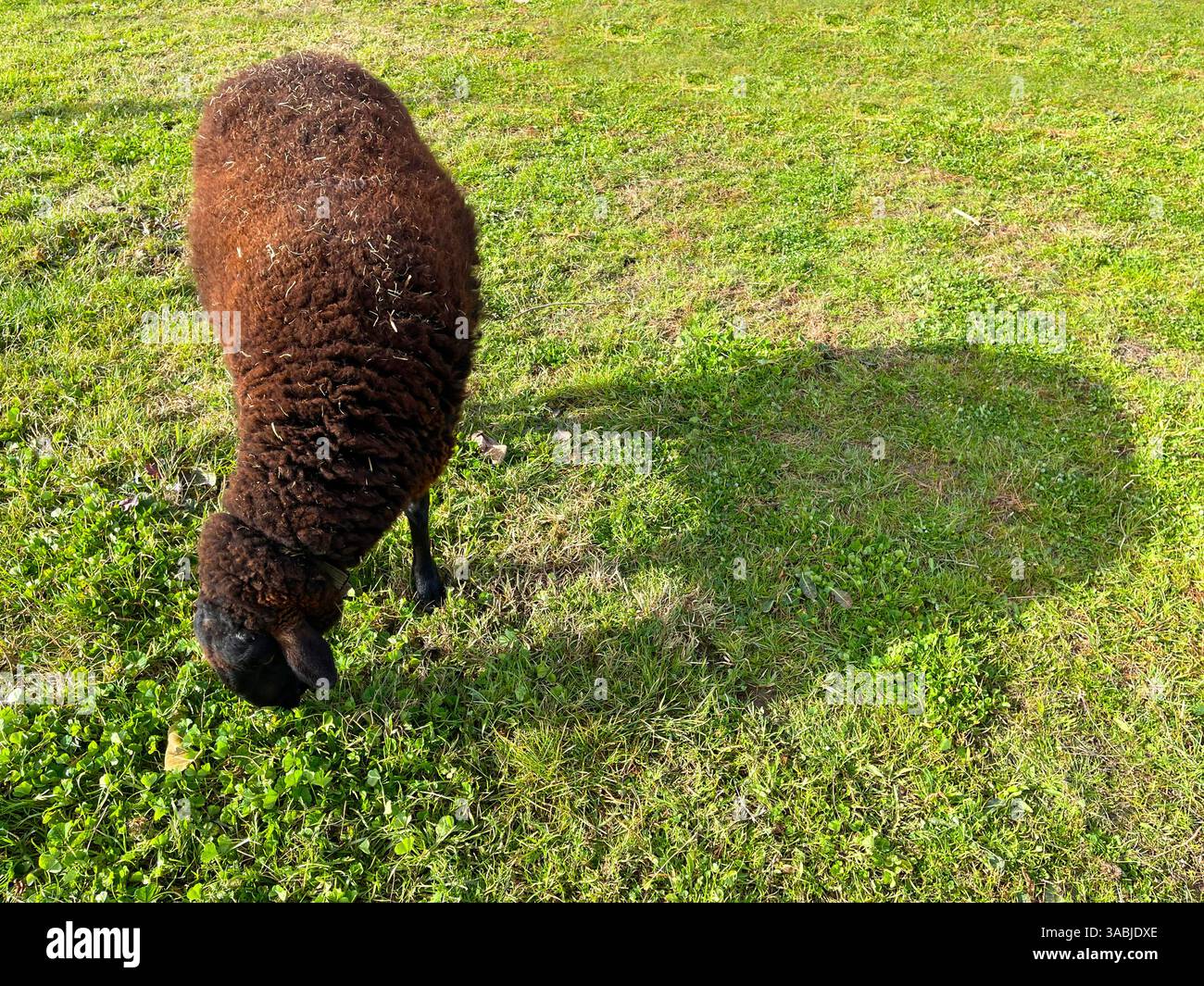 Ganado black and hi-res stock photography and images - Alamy