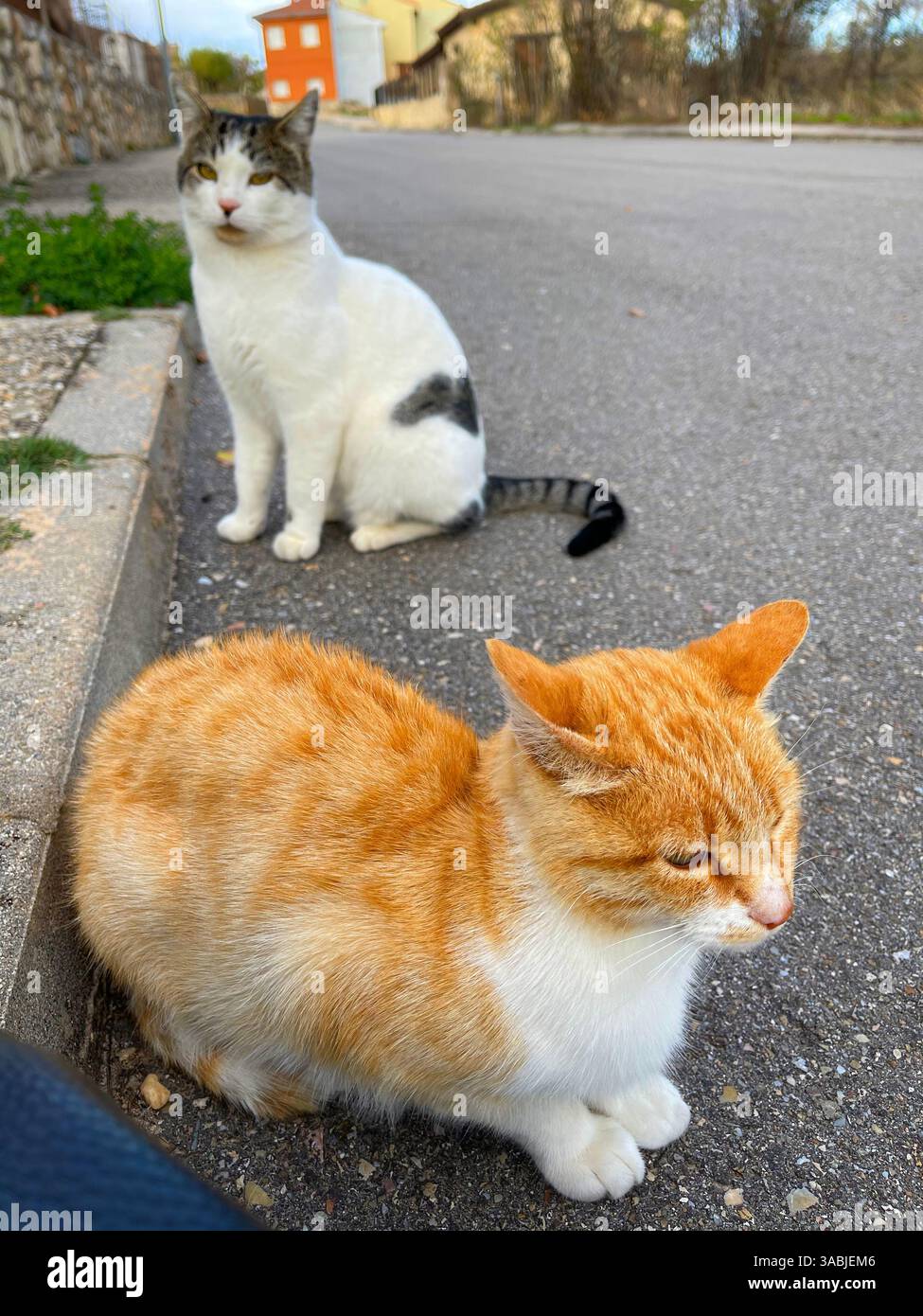 Two stray cats Stock Photo - Alamy