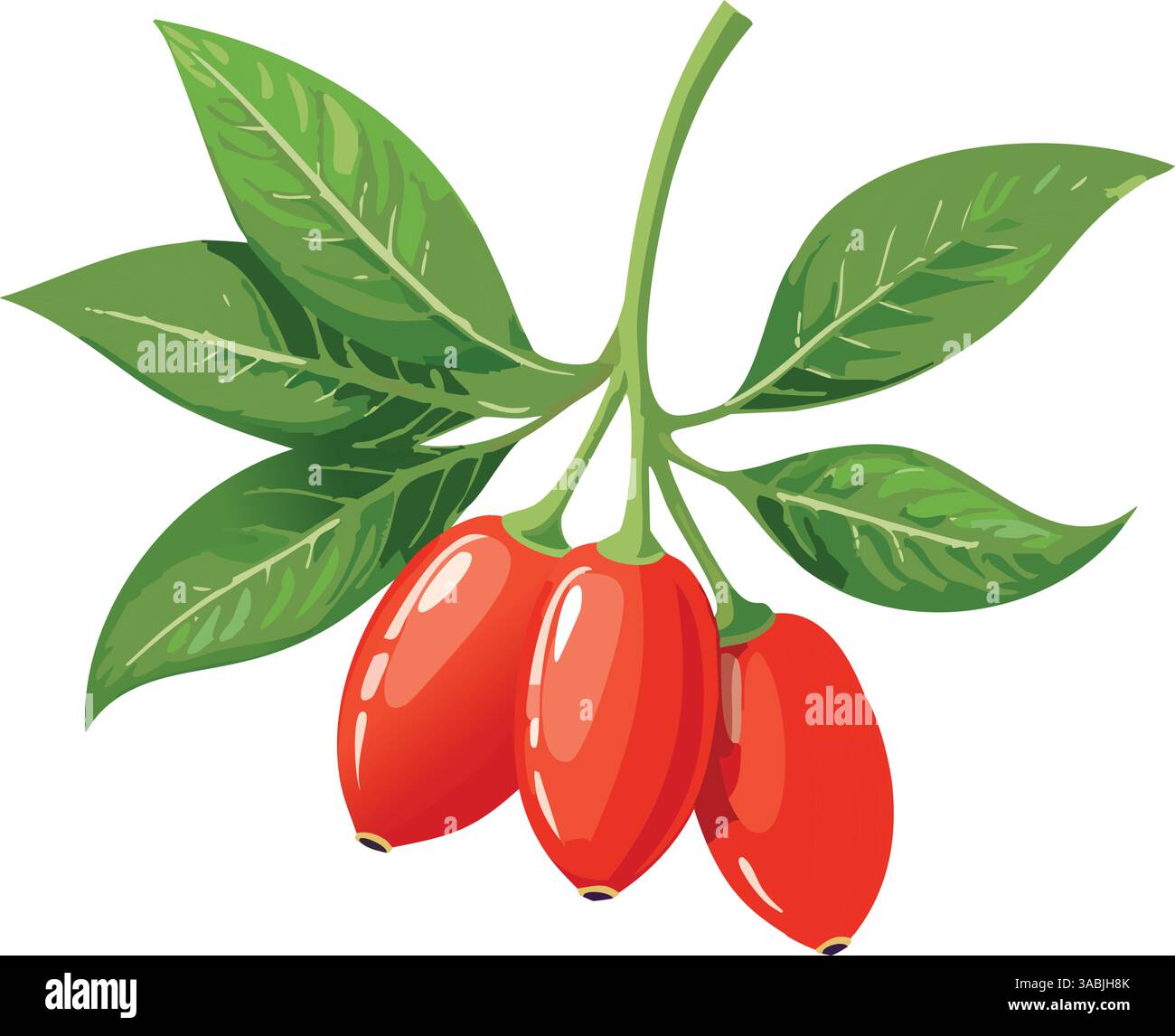 Red goji berries natural Stock Vector Images - Alamy